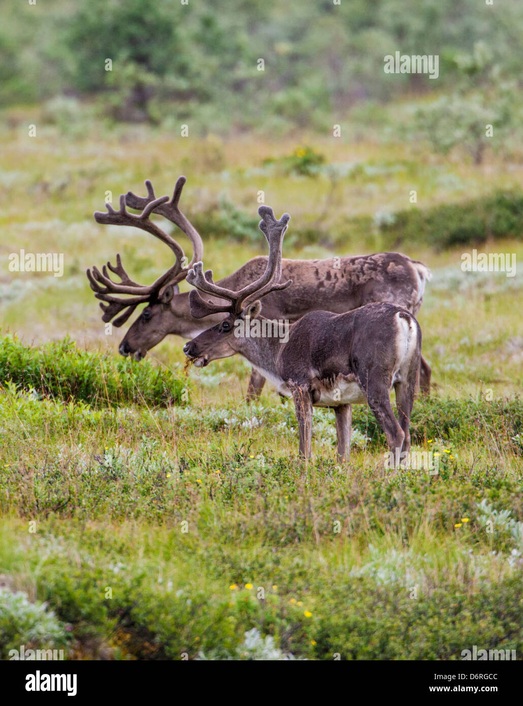 Two male buck Woodland Caribou (Rangifer tarandu) near Highway Pass ...