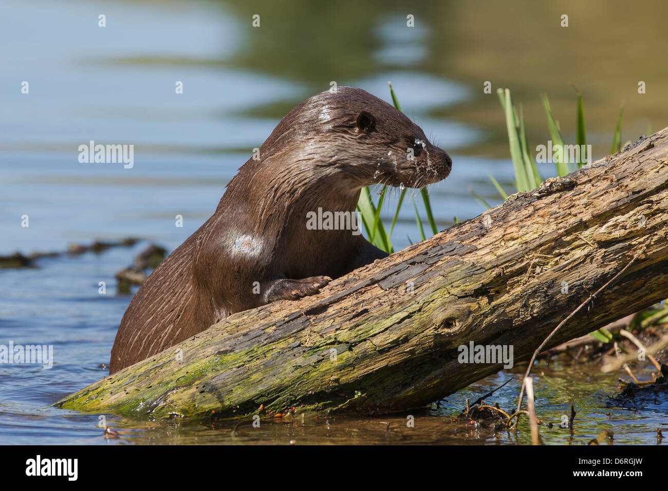 River otter on log hi-res stock photography and images - Alamy