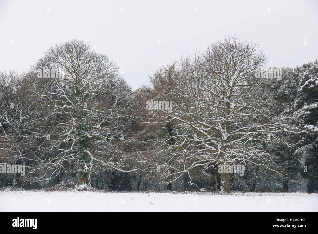 Winter trees branches covered hi-res stock photography and images - Alamy