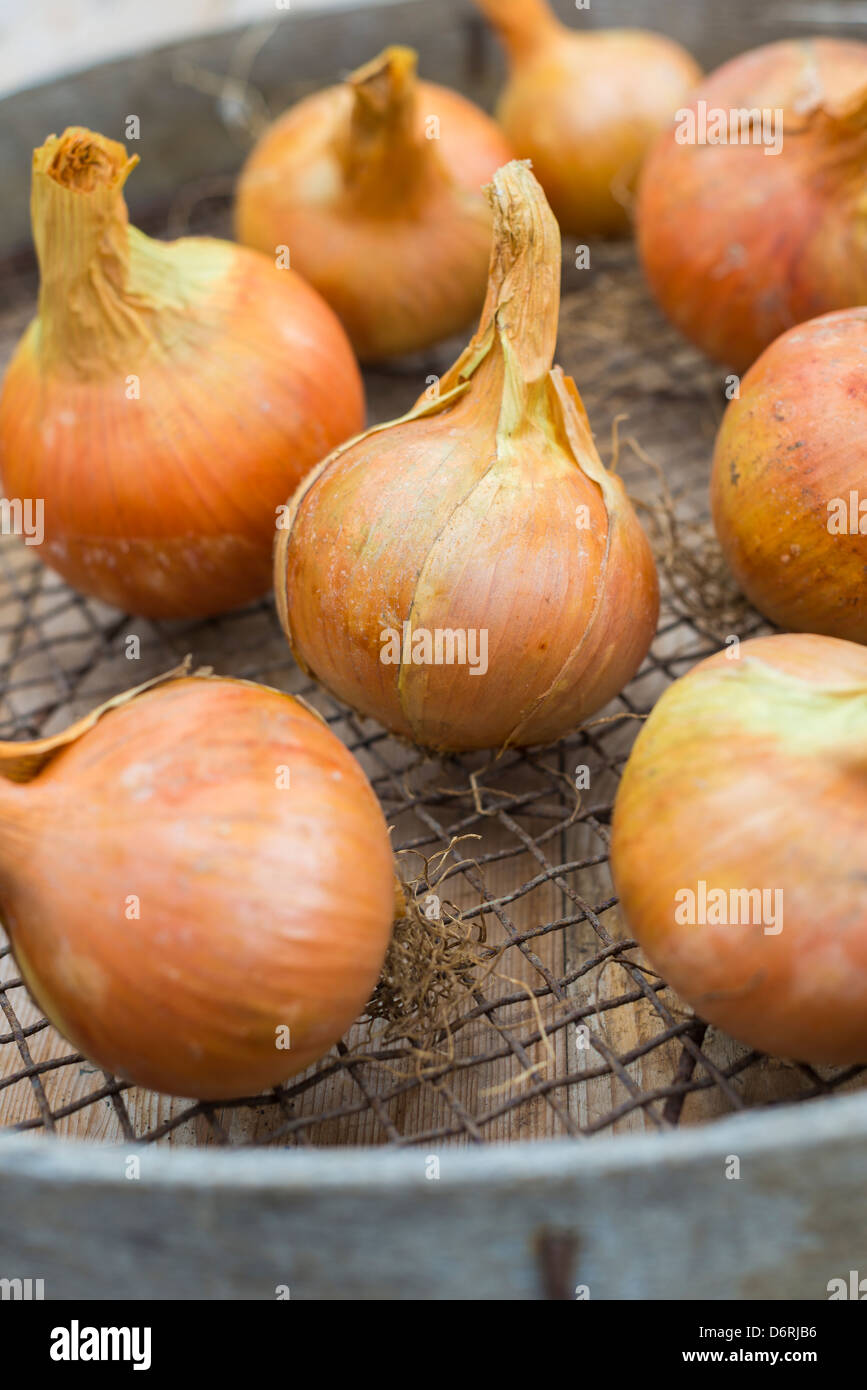 Home grown maincrop onions, ready for the kitchen Stock Photo - Alamy