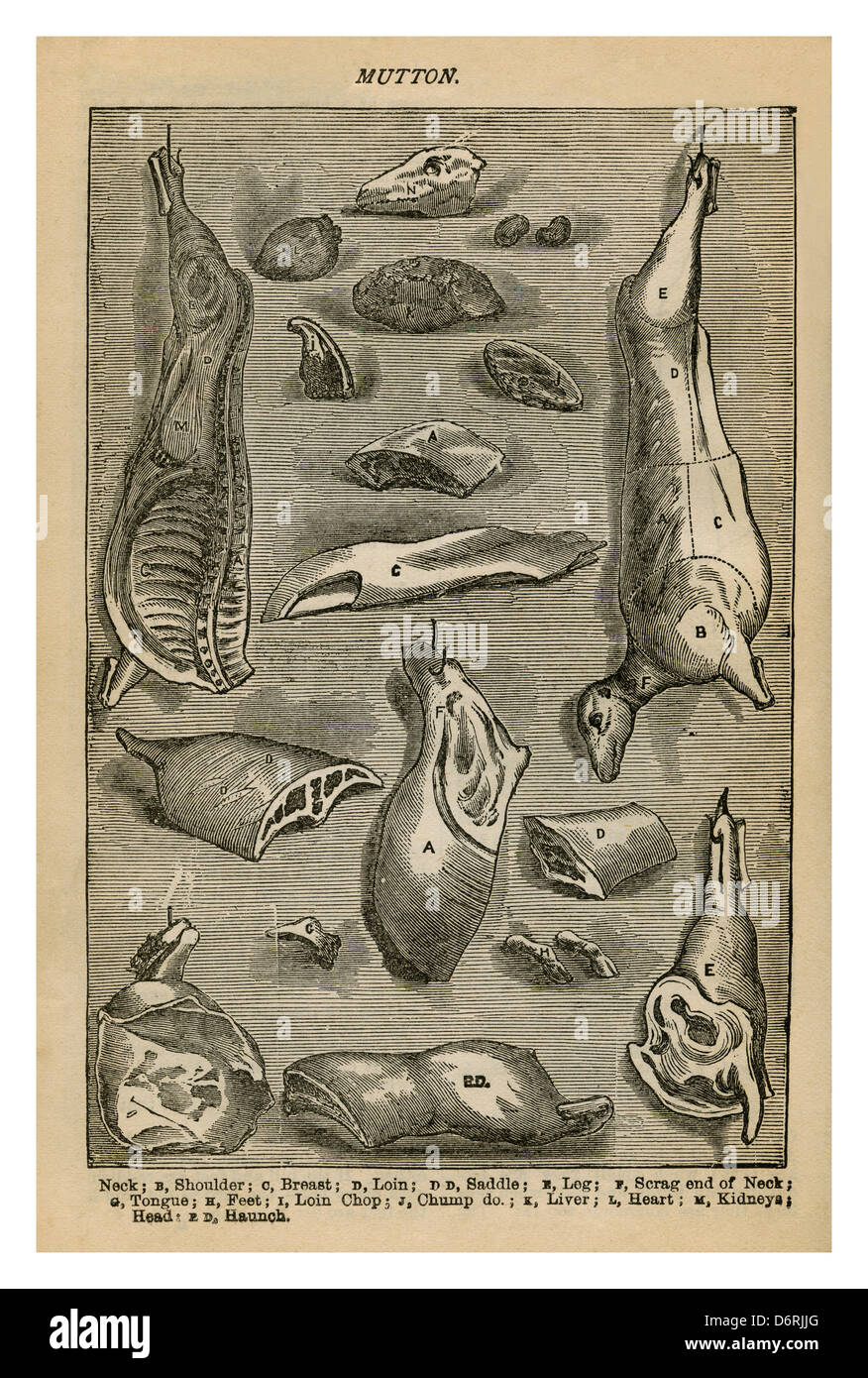 1890's Mrs Beetons Cookery Book Mutton Lamb meat cuts illustration of ...
