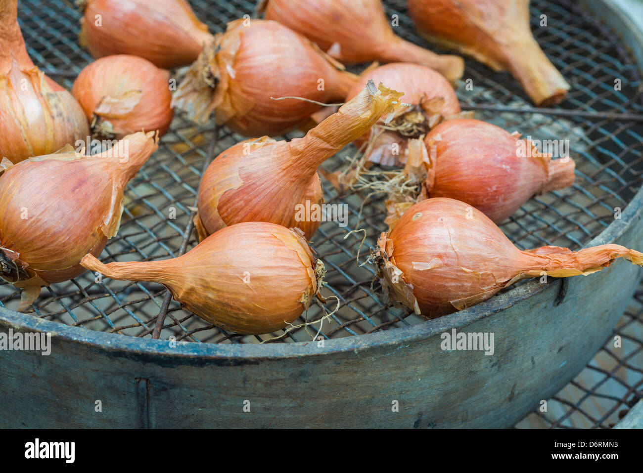Homegrown shallots, placed on old sieve ready for planting Stock Photo ...