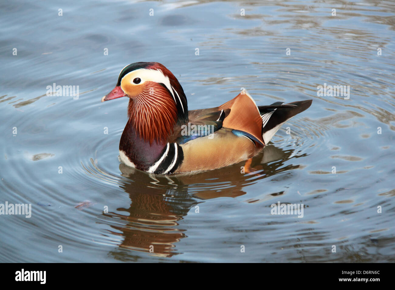 Yuan yang birds hi-res stock photography and images - Alamy