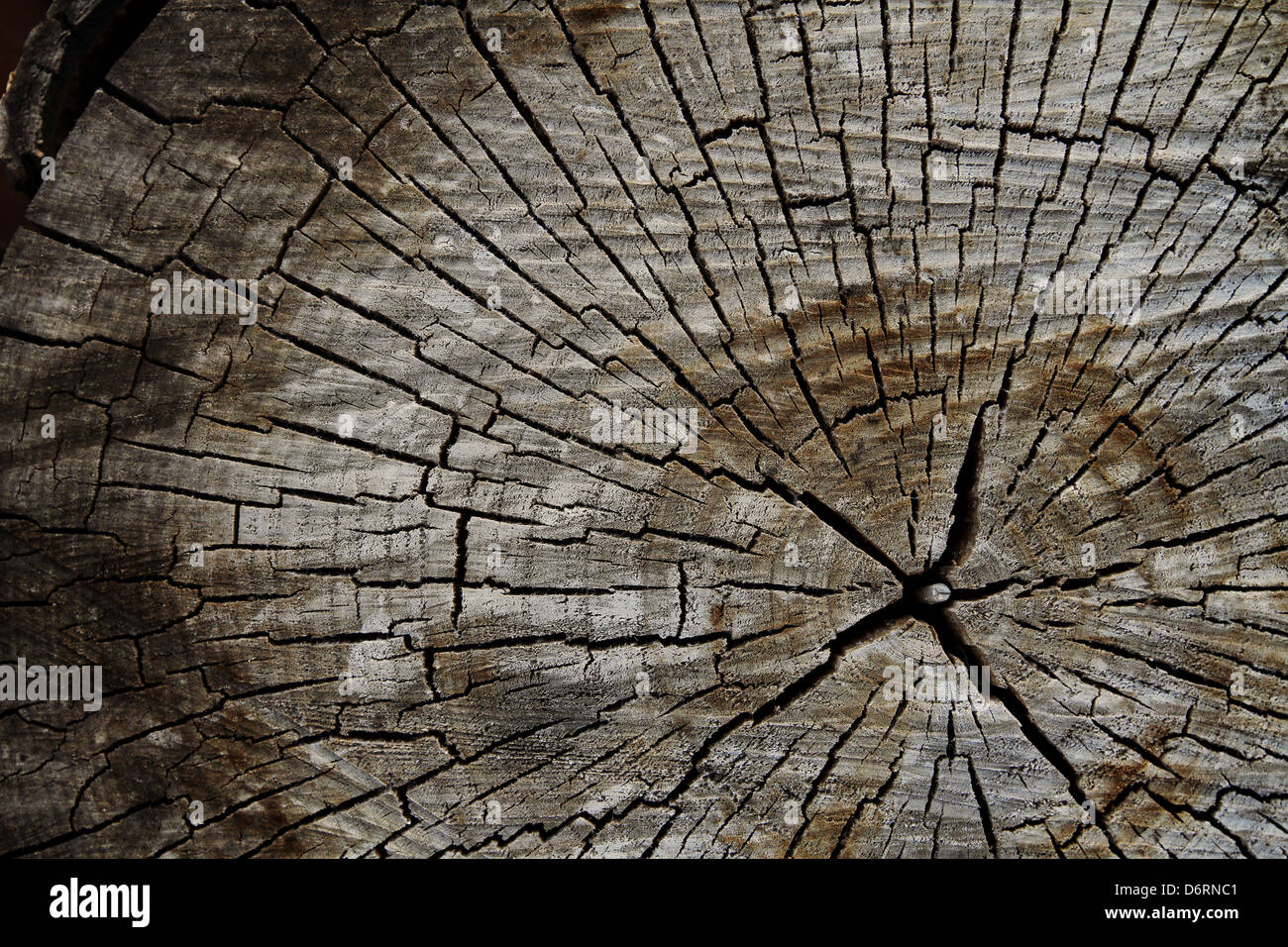 Tree wood texture hi-res stock photography and images - Alamy