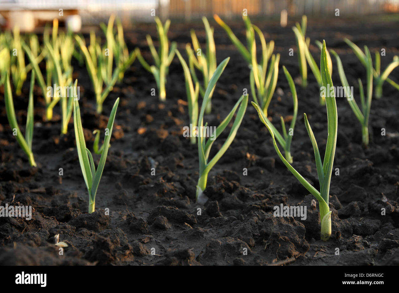 Small spruces hi-res stock photography and images - Alamy