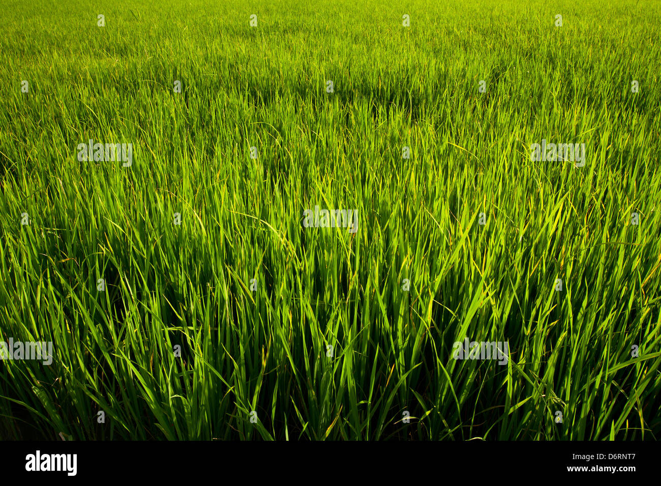 Green rice grass hi-res stock photography and images - Alamy