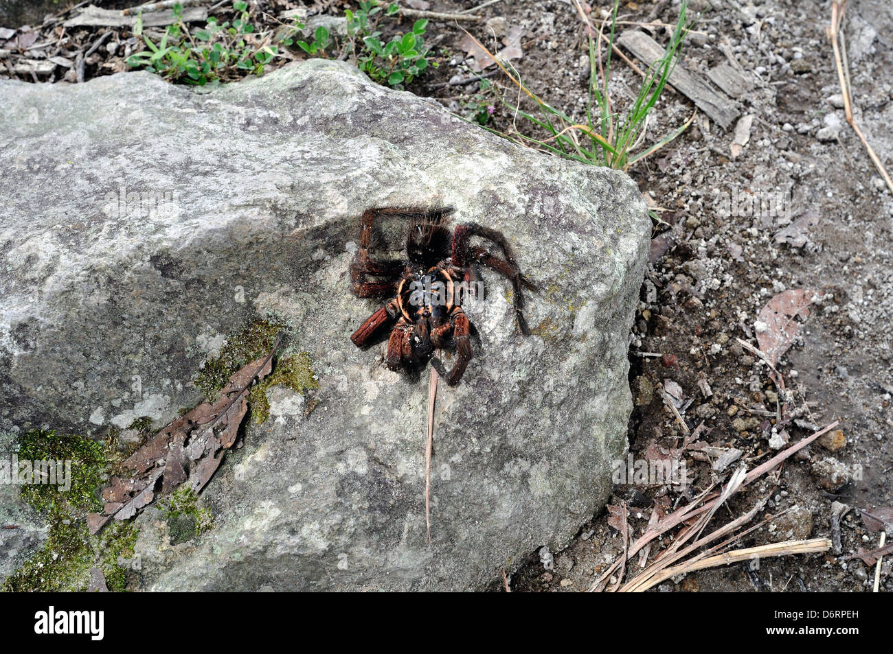 Dead tarantula in BORDONES ( San Agustin ). Department of Huila ...
