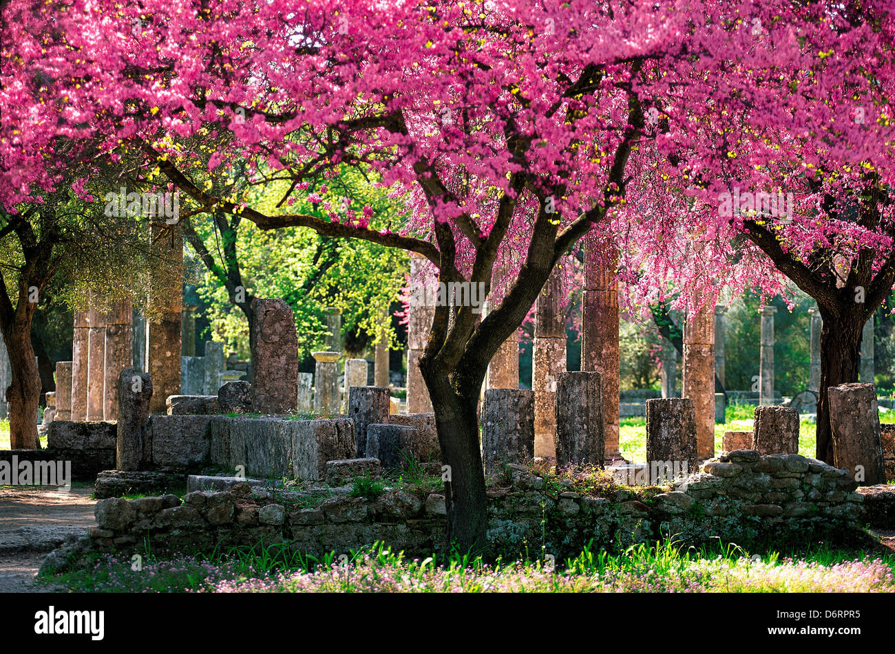 Greece, Peloponissos, Olympia, Ancient ruins with cherry blossom Stock ...