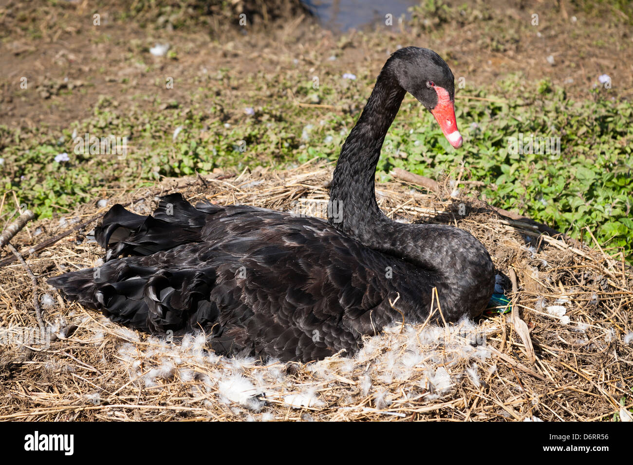 Black swan nesting hi-res stock photography and images - Alamy