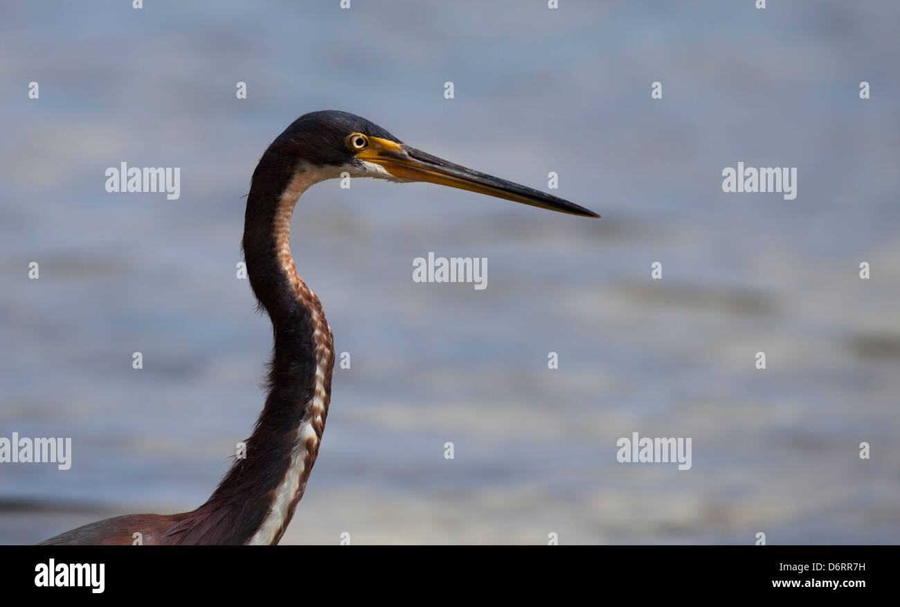 Tri-colored Heron bird fishing in the Cayman Islands Stock Photo - Alamy