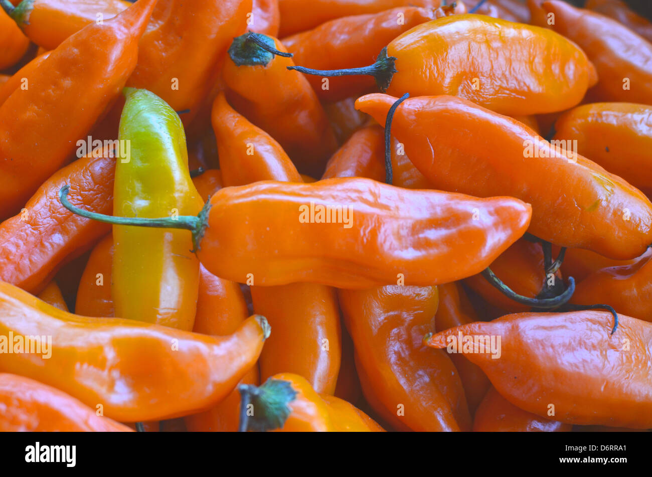 Tropical chilli plant hi-res stock photography and images - Alamy