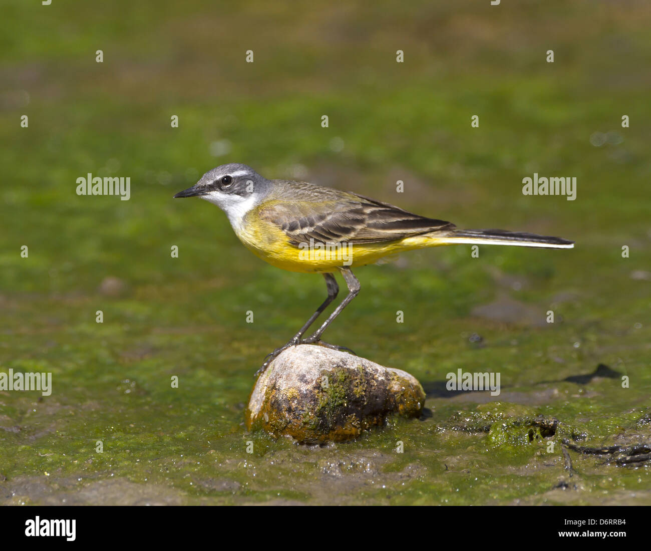 Motacilla flava iberiae hi-res stock photography and images - Alamy