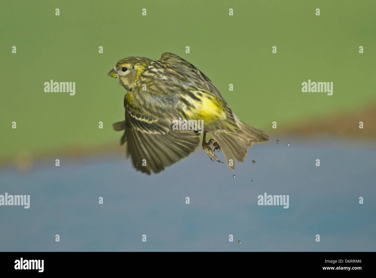 Finches flying hi-res stock photography and images - Alamy