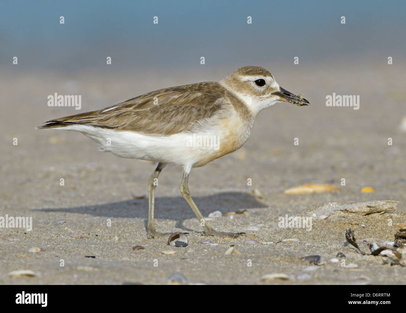 New zealand shore plover hi-res stock photography and images - Alamy