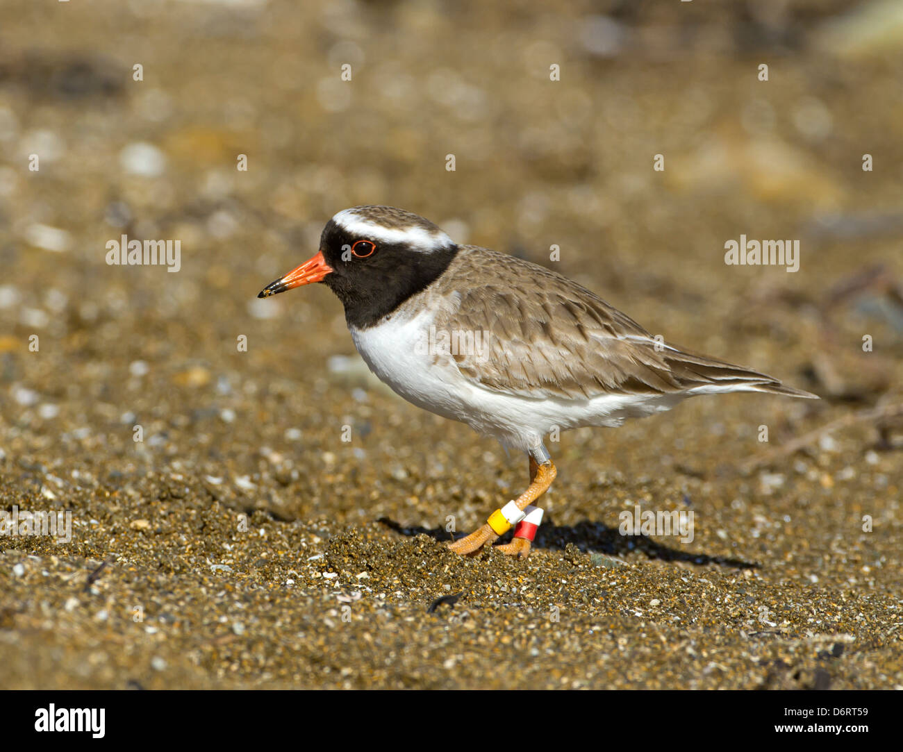 Shore Plover - Thinornis novaeseelandiae Stock Photo - Alamy