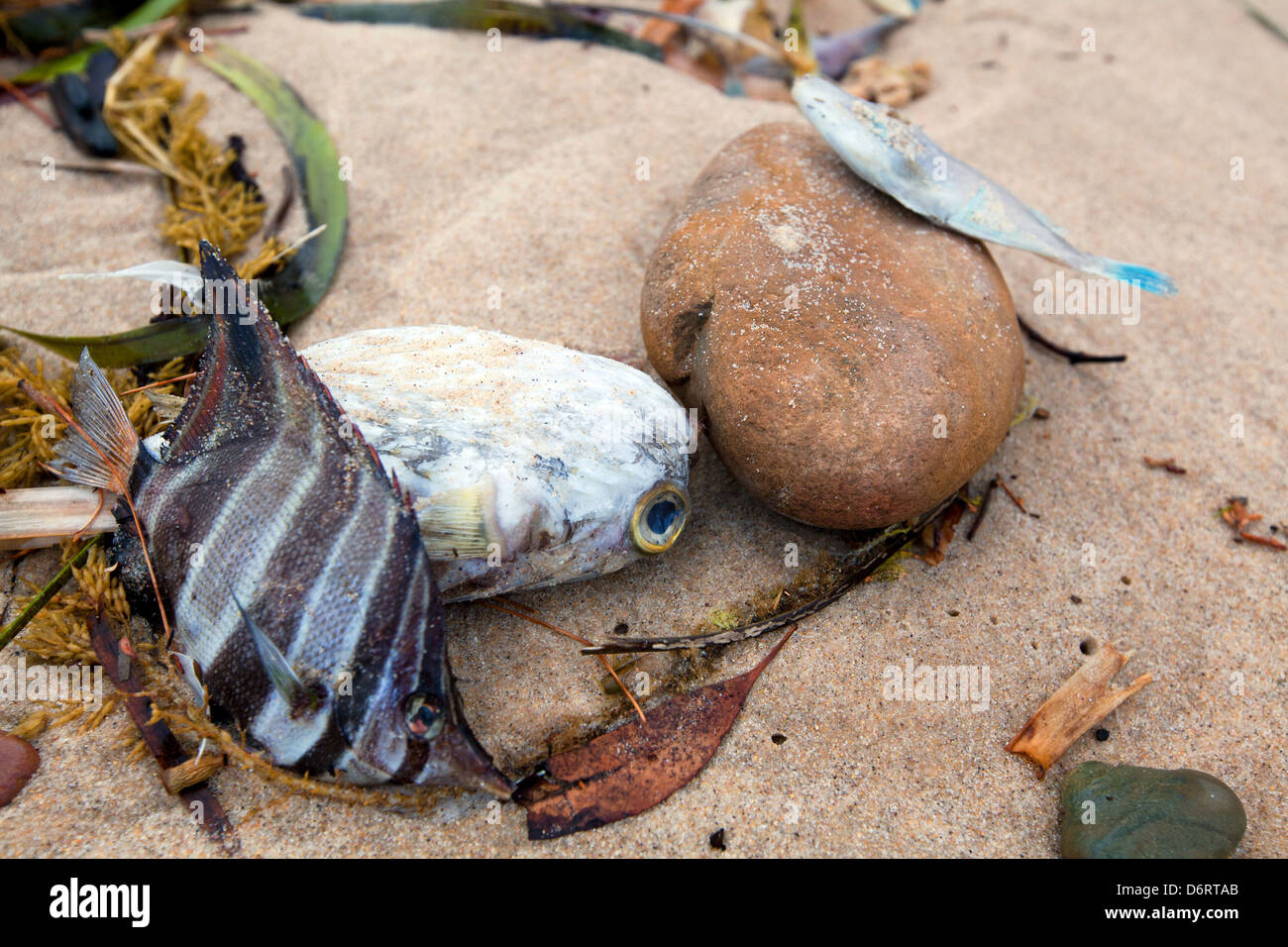 Dead fish beach hi-res stock photography and images - Alamy