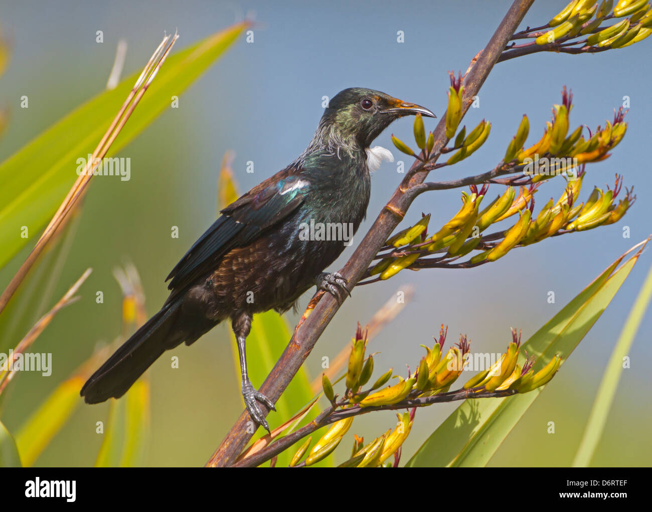 Tui birds hi-res stock photography and images - Alamy