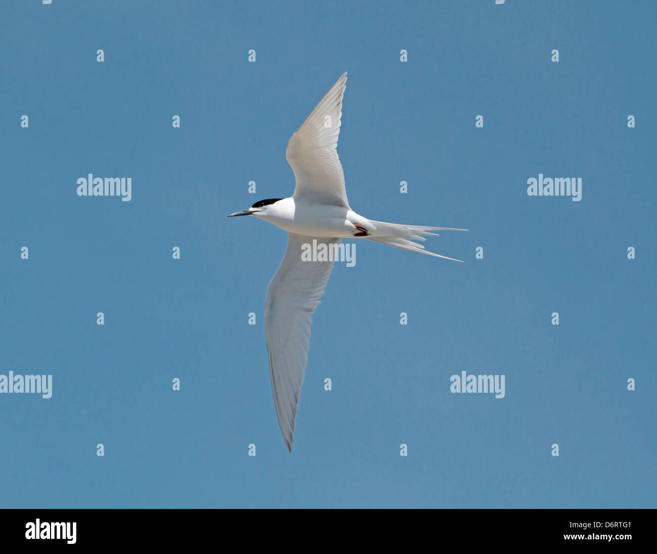 White-fronted Tern - Sterna striata Stock Photo - Alamy