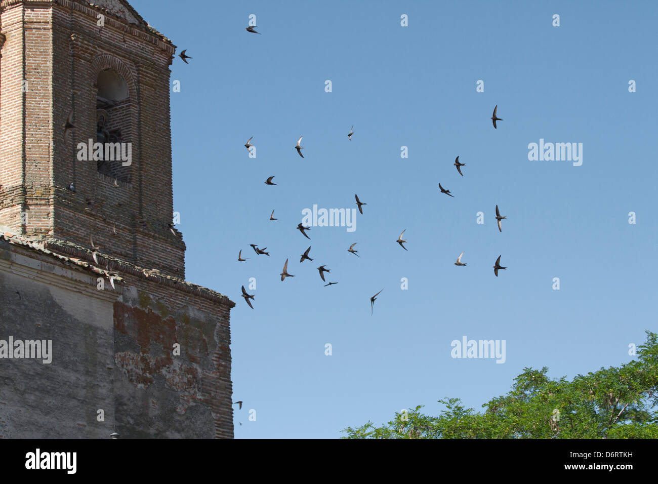 Swift Apus apus Stock Photo - Alamy