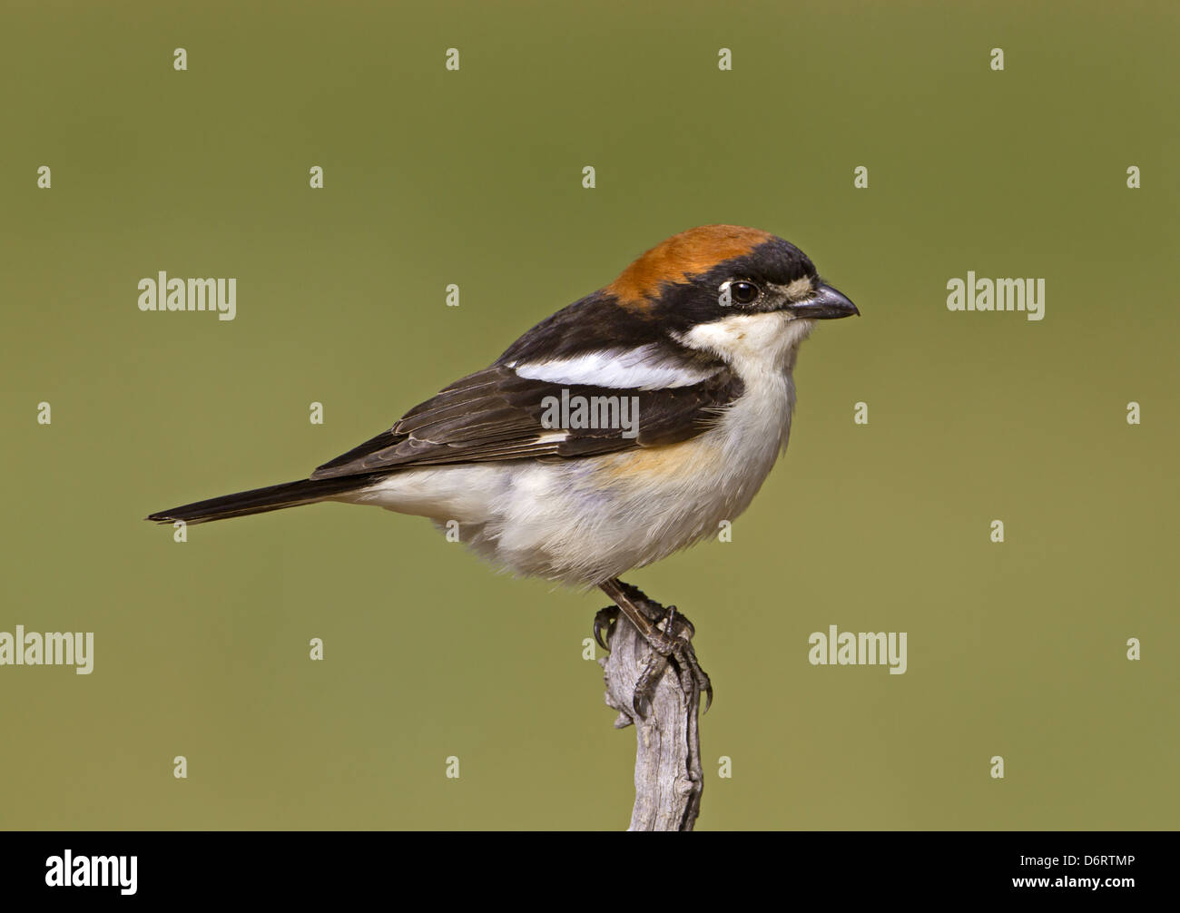 Woodchat Shrike Lanius senator Stock Photo - Alamy