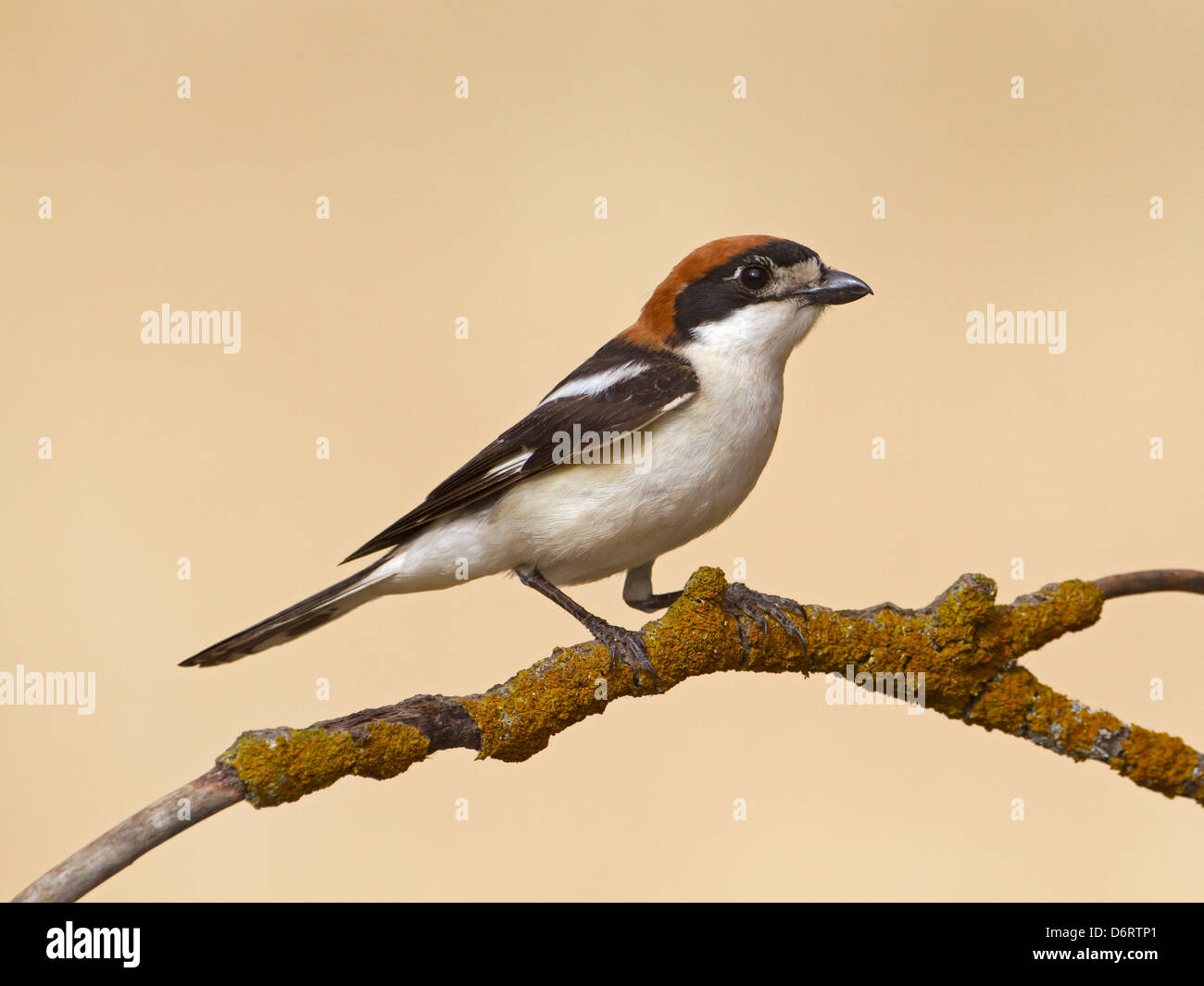 Woodchat Shrike Lanius senator Stock Photo - Alamy