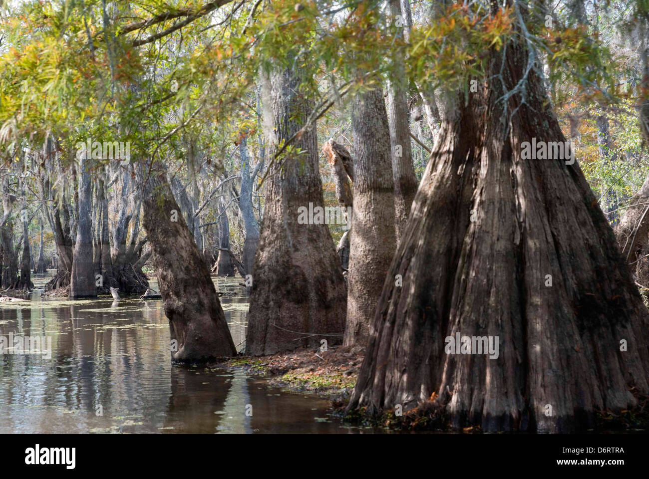 USA, Louisiana, Honey Island Swamp Stock Photo - Alamy