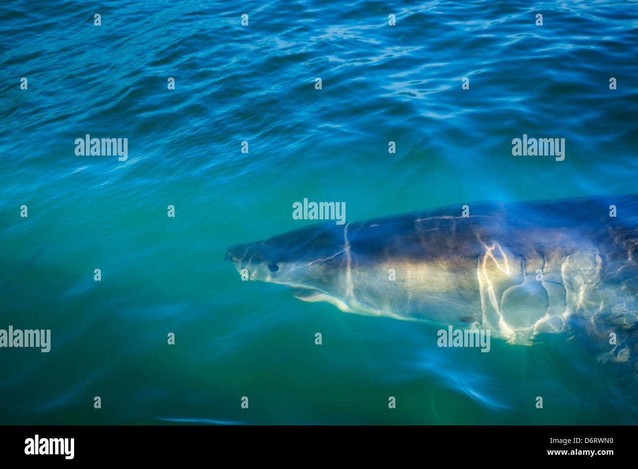 First shark hi-res stock photography and images - Alamy