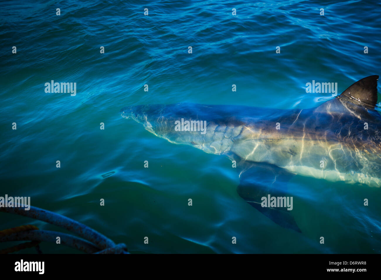 Shark fins surface hi-res stock photography and images - Alamy