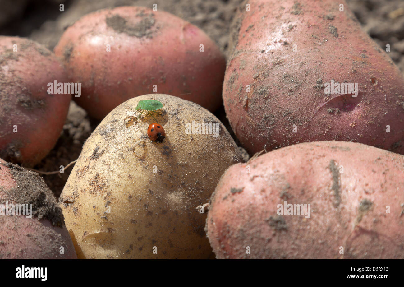 Common gruenling first green stink bug hi-res stock photography and ...