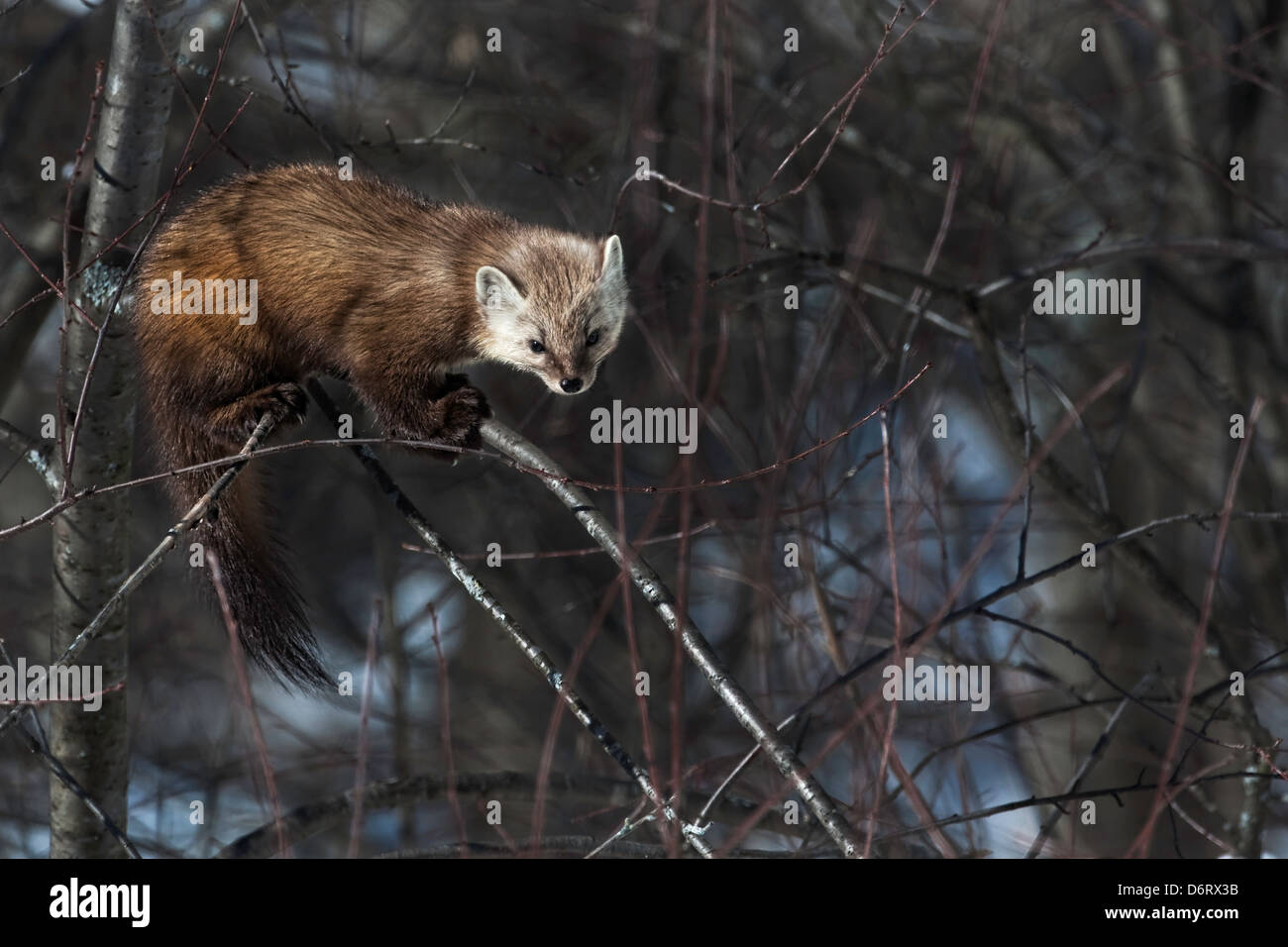 A Pine Martin hunting in the boreal forest Stock Photo - Alamy