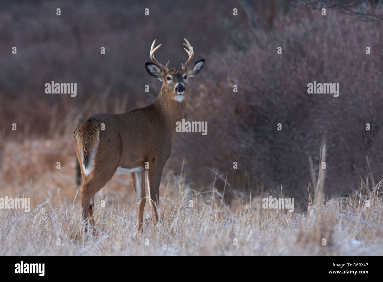 A buck White-tailed deer looks back at the observer Stock Photo - Alamy