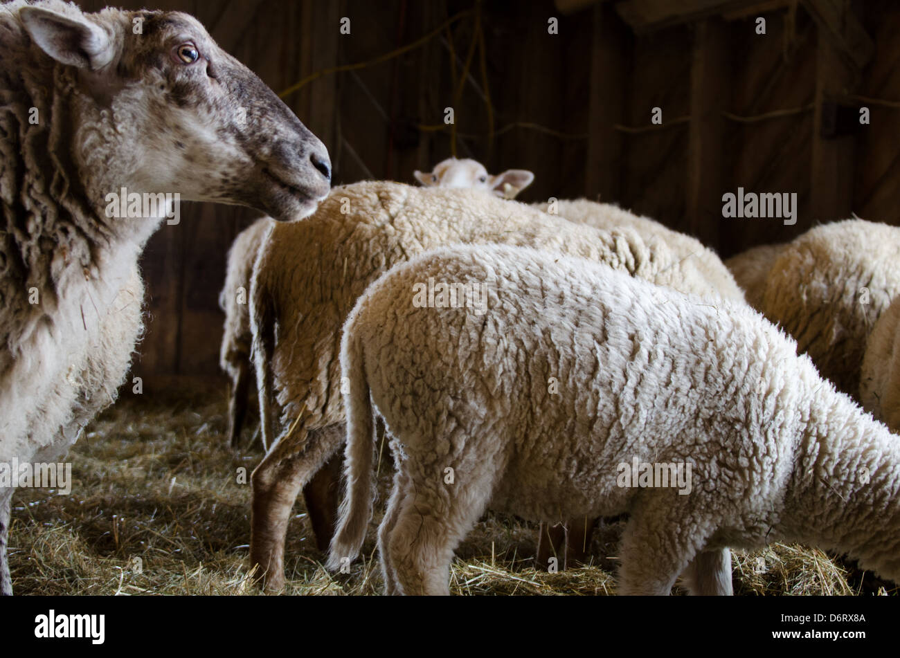 Ram protecting herd of sheep with one ewe photobombing in the ...