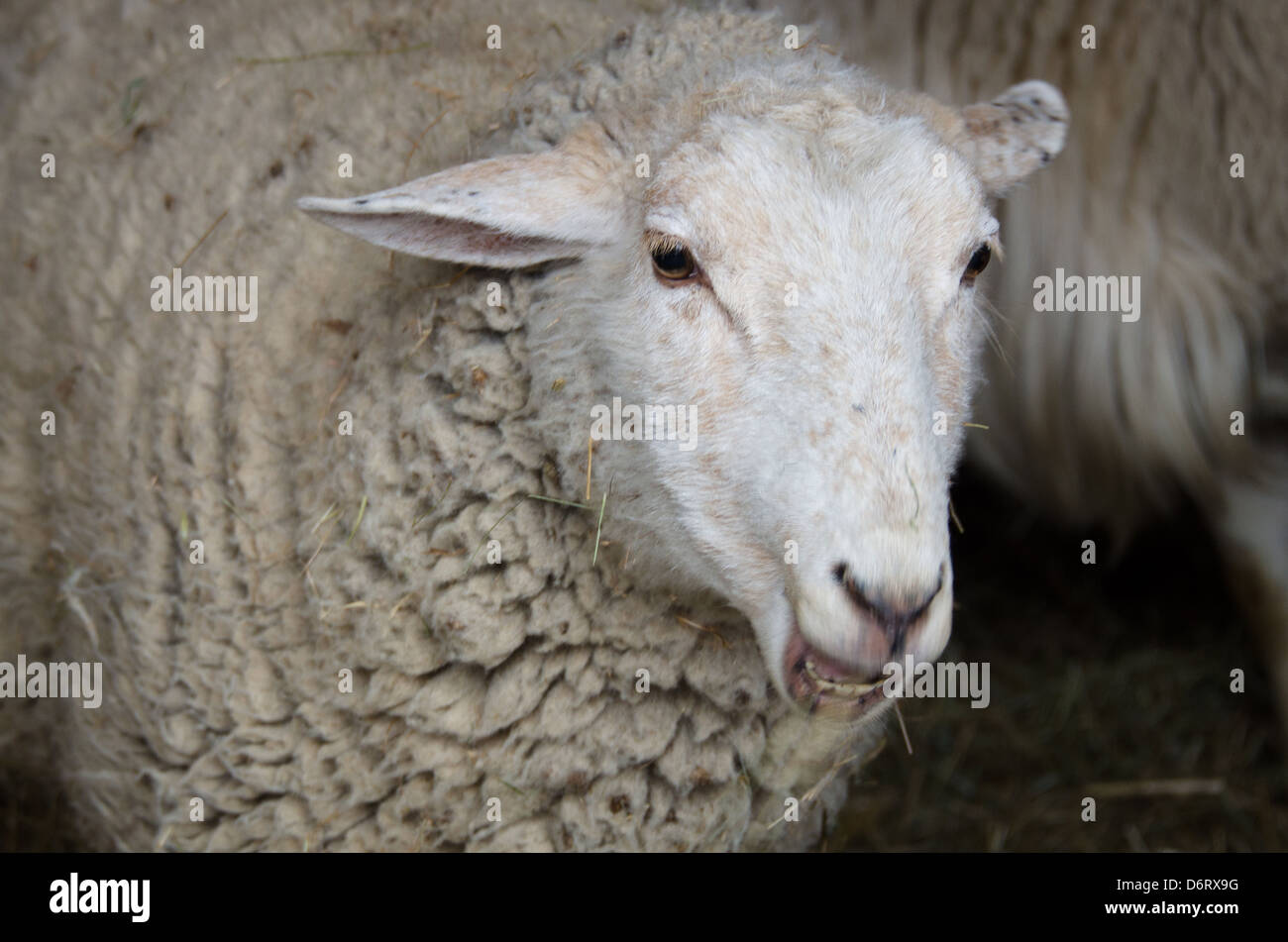 A placid ewe chewing a mouthful of hay Stock Photo - Alamy