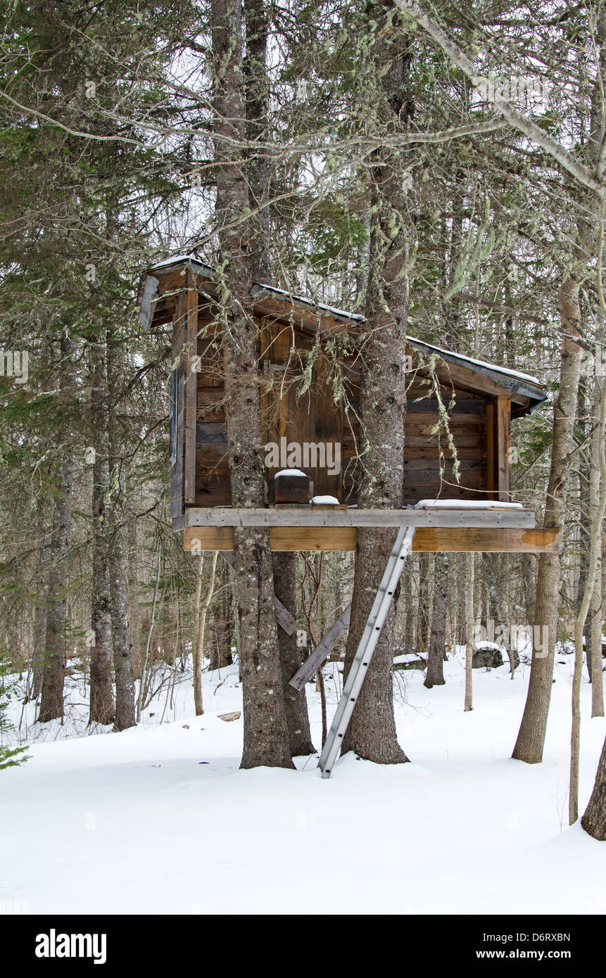 A large treehouse in a snow-covered forest Stock Photo - Alamy