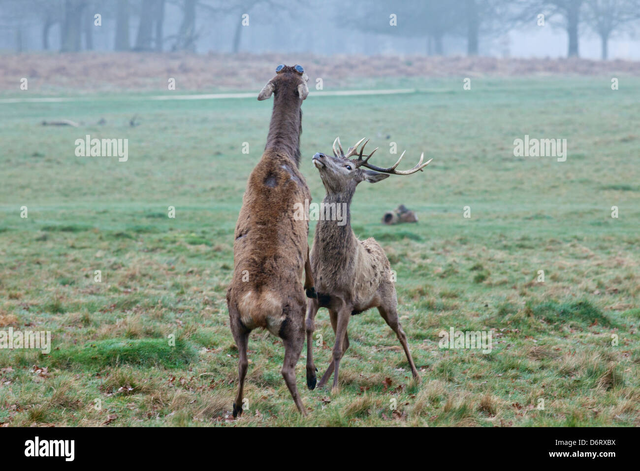 UK, England, London, Surrey, Richmond Park, Deer fighting Stock Photo ...