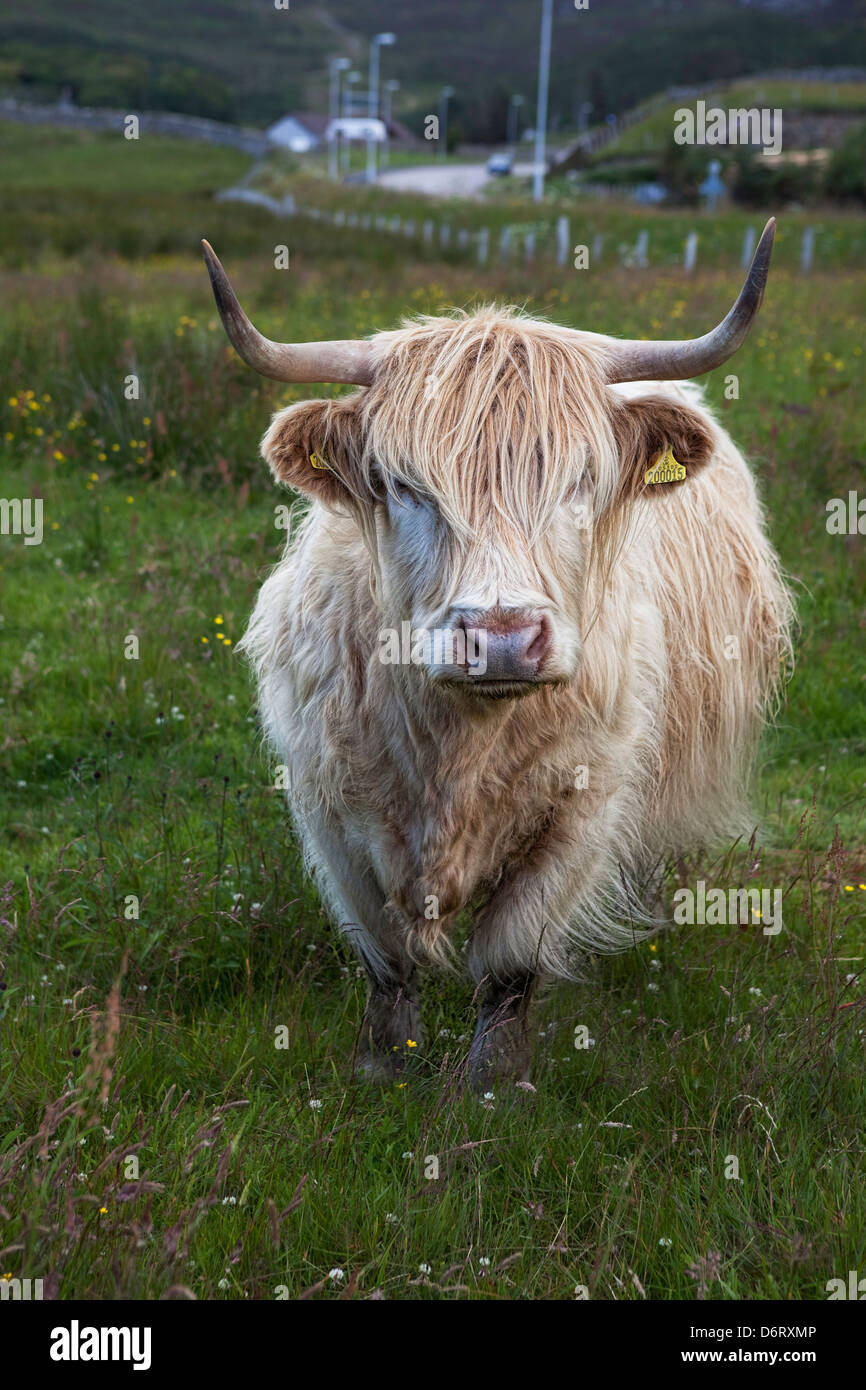 Highland Cattle from Scotland Stock Photo - Alamy