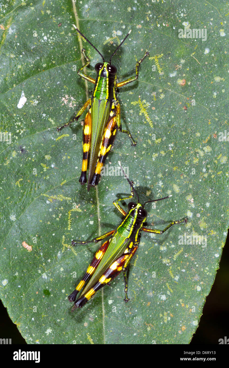 Two colourful grasshoppers on a leaf in the rainforest, Ecuador Stock ...