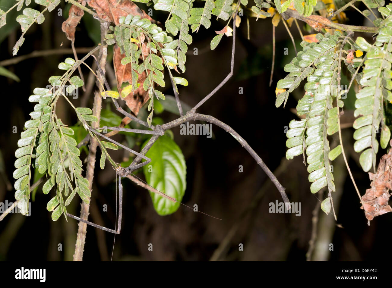 A very large stick insect eating a leaf in the rainforest understory ...
