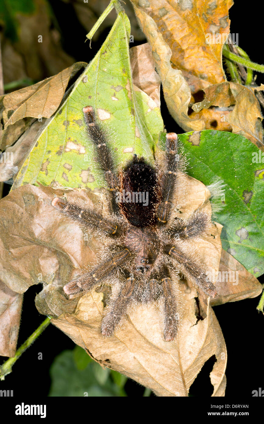 Tarantula in the rainforest at night, Ecuador Stock Photo - Alamy