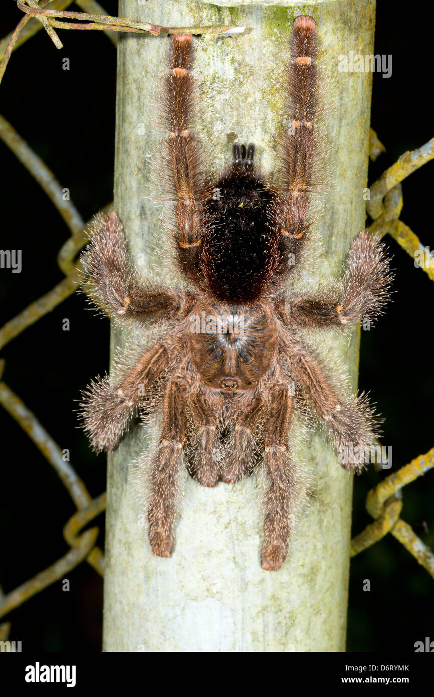 Tarantula on a fence post at night, Ecuador Stock Photo - Alamy