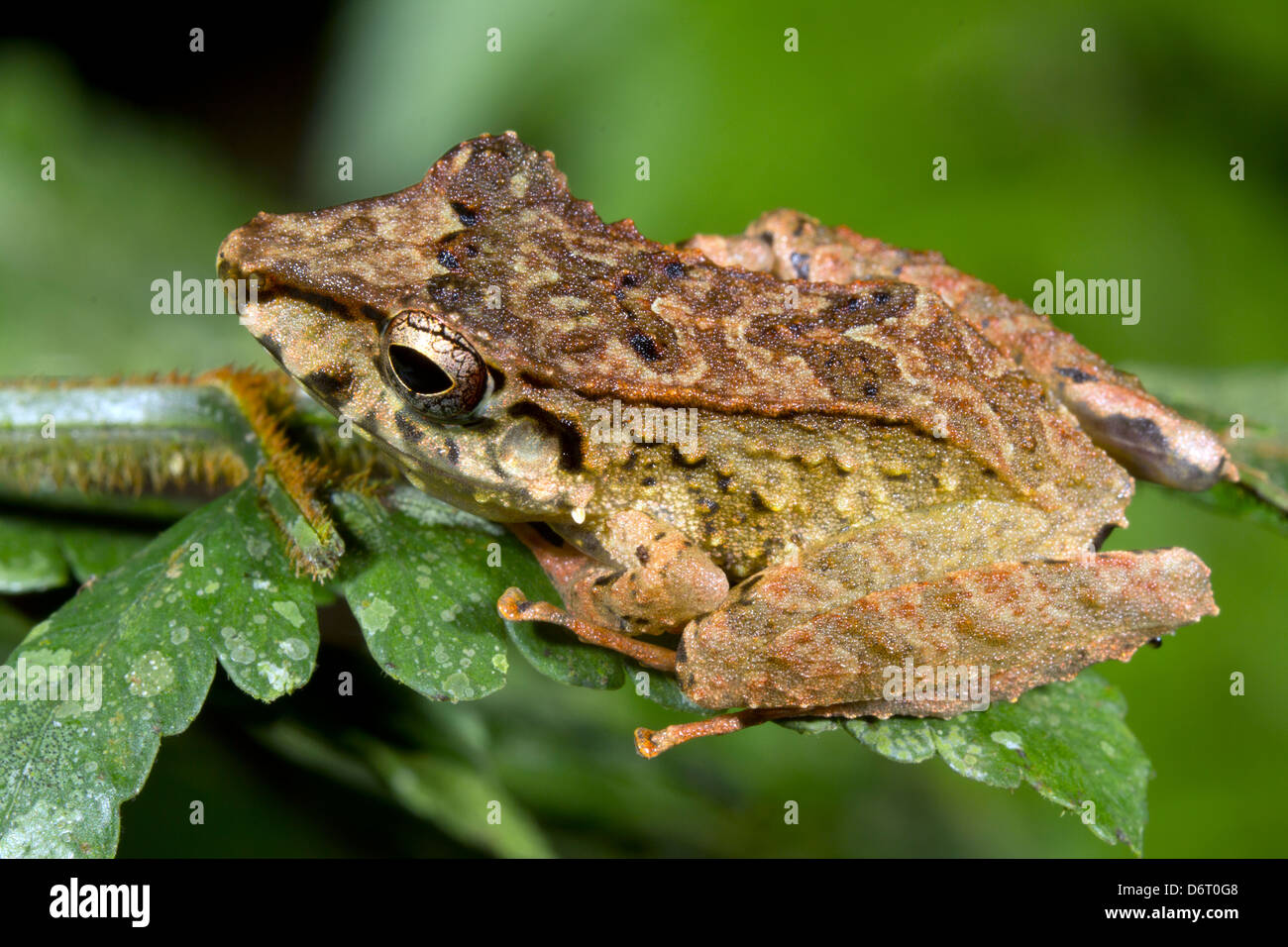 Rain Frog (Pristimantis lanthanites) on a leaf in the rainforest ...
