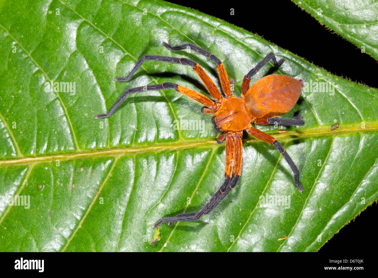 Crab spider amazon rainforest hi-res stock photography and images - Alamy