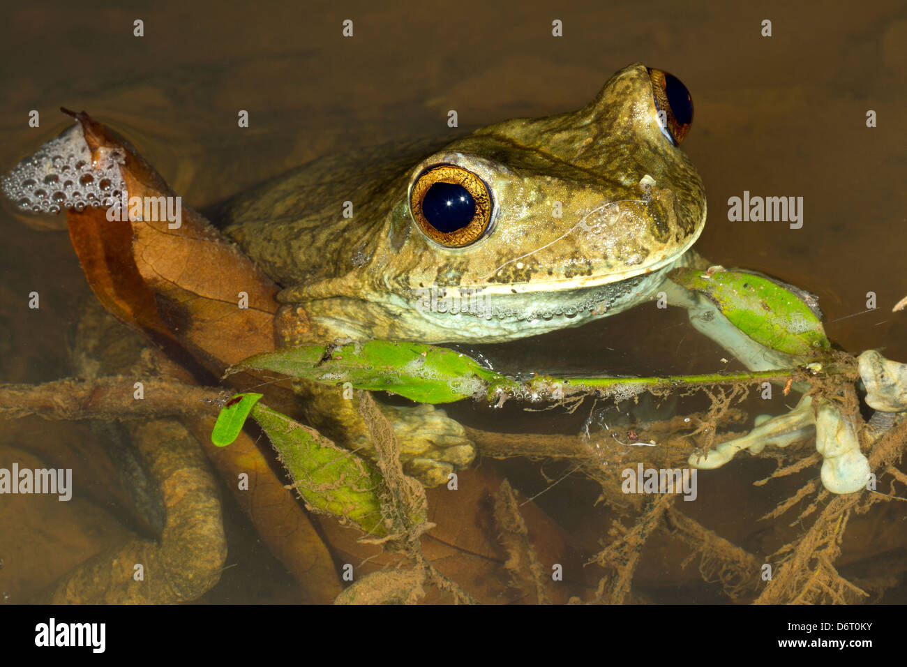 Giant Treefrog (Hypsiboas boans) at the edge of a river in the ...