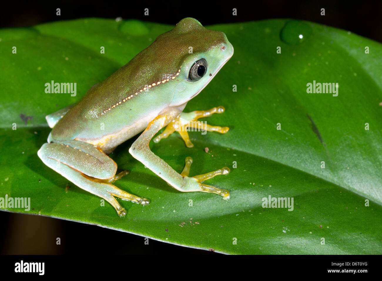 Tree frog phyllomedusa vaillanti hi-res stock photography and images ...