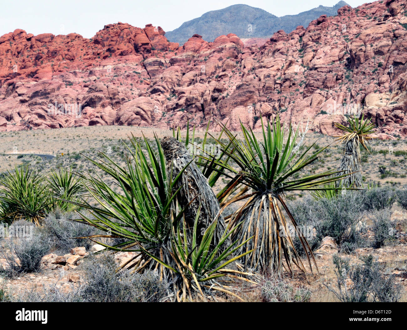 The calico hills of Red Rock Canyon with yucca plants in the foreground ...