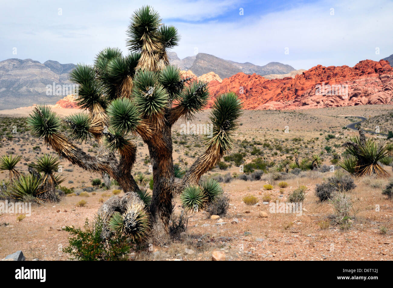 Joshua tree in Red Rock Canyon. Calico hills are in the background ...