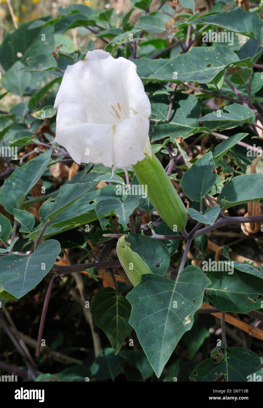 Jimson weed (Datura stramonium) growing wild in Nevada Stock Photo - Alamy