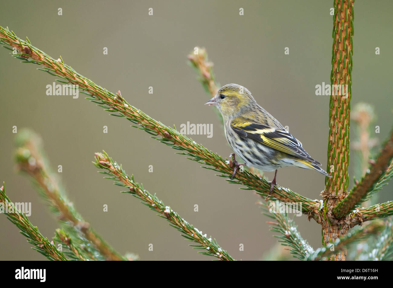 Siskin conifer uk hi-res stock photography and images - Alamy