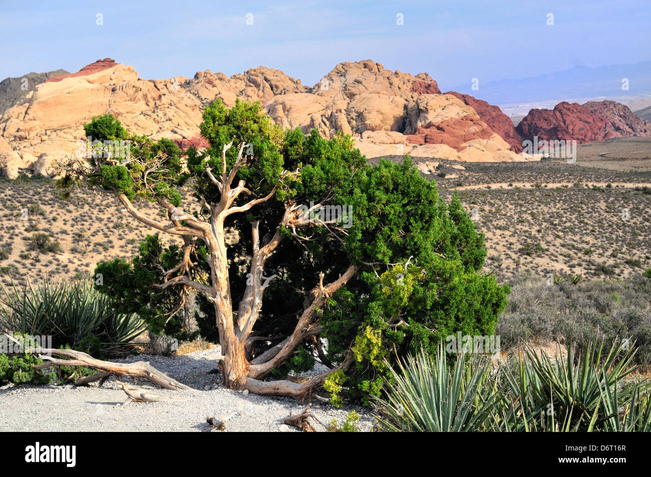 A lone juniper tree stands at the tip of an overlook in Red Rock Canyon ...