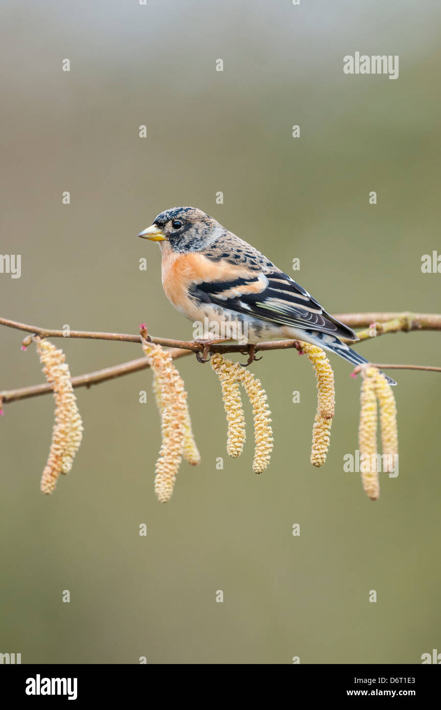 Brambling, male bird in late winter plumage, perched on hazel twig with ...
